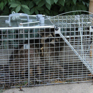 Gallery | AGD Varmint Control