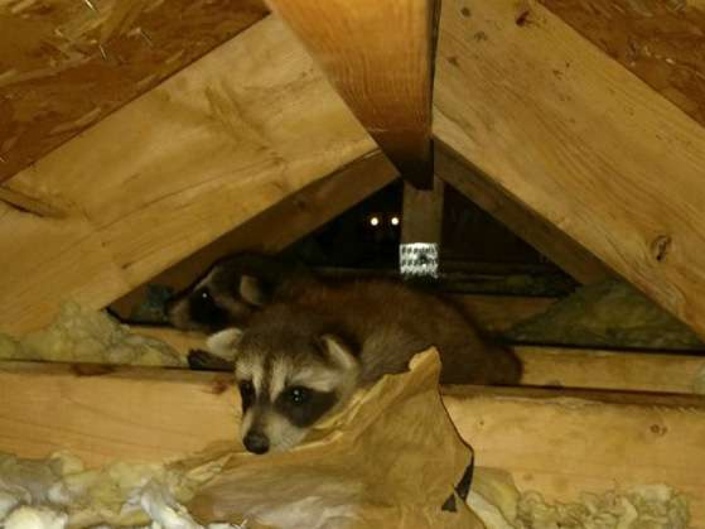 Pest Control Services | Squirrel Control | Pine, Conifer, Denver ...